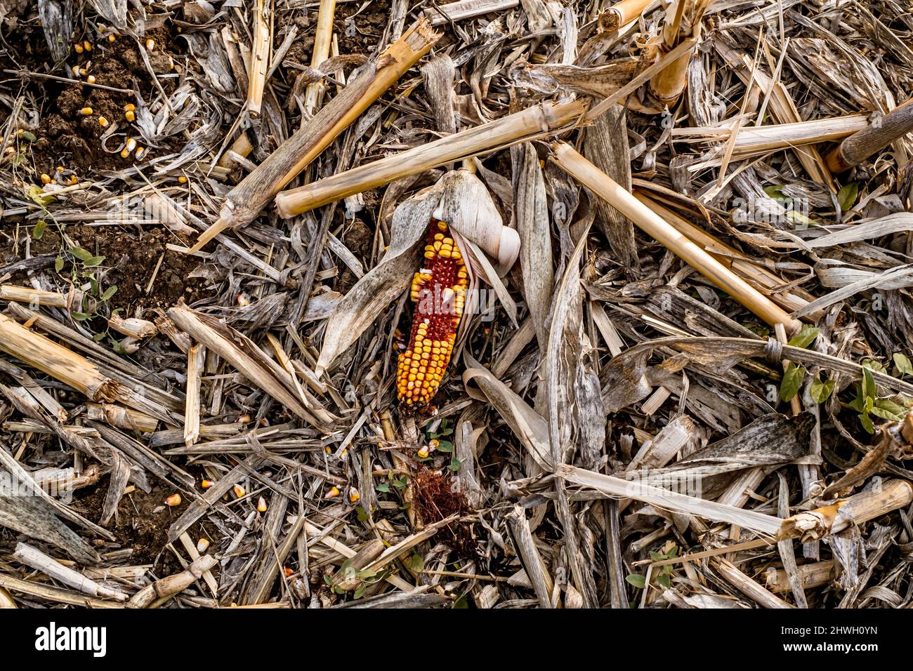 Leftover corn cob after threshing. Waste of food. top view Stock Photo ...