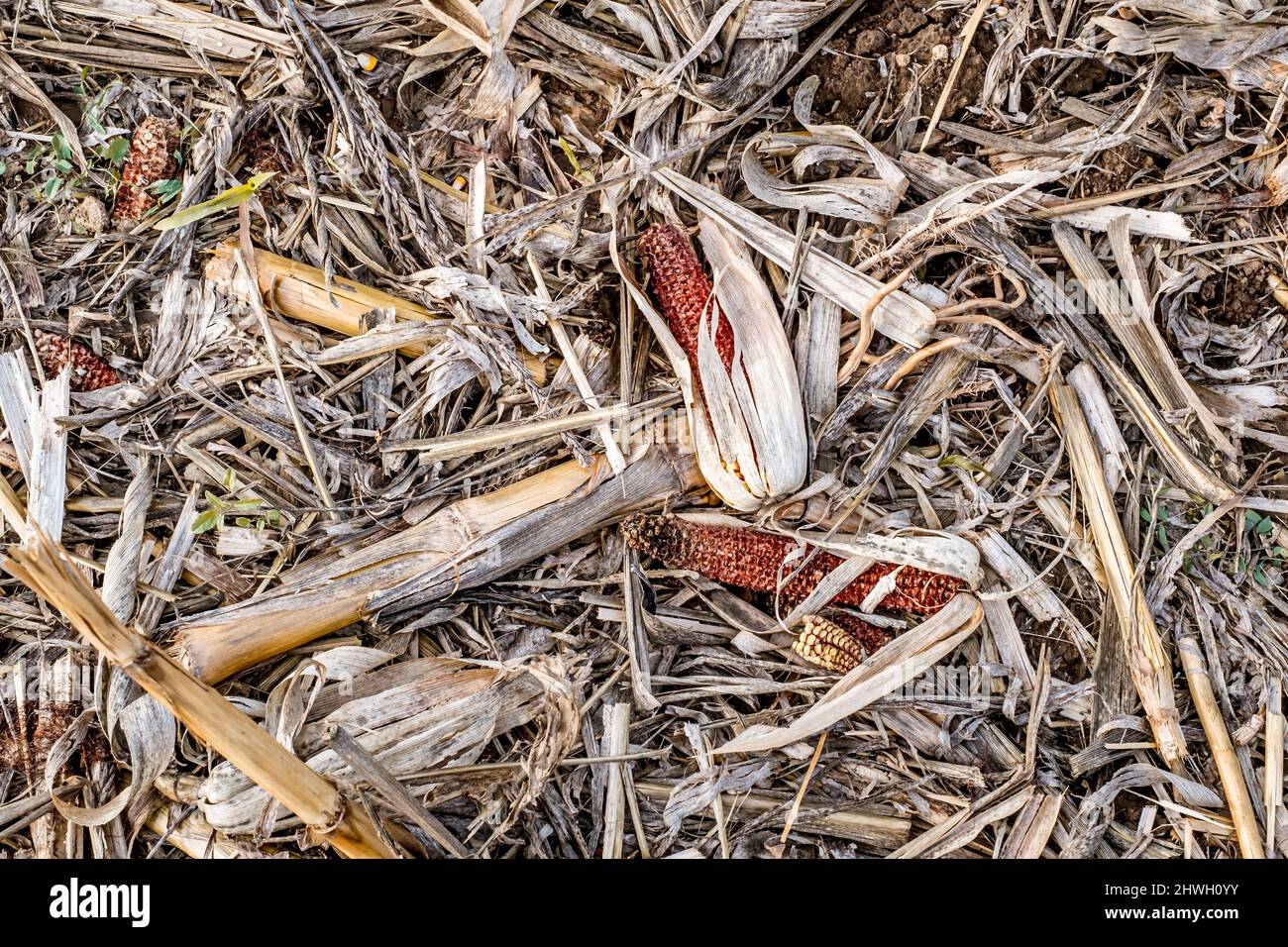 Leftover corn cob after threshing. Waste of food. top view Stock Photo ...