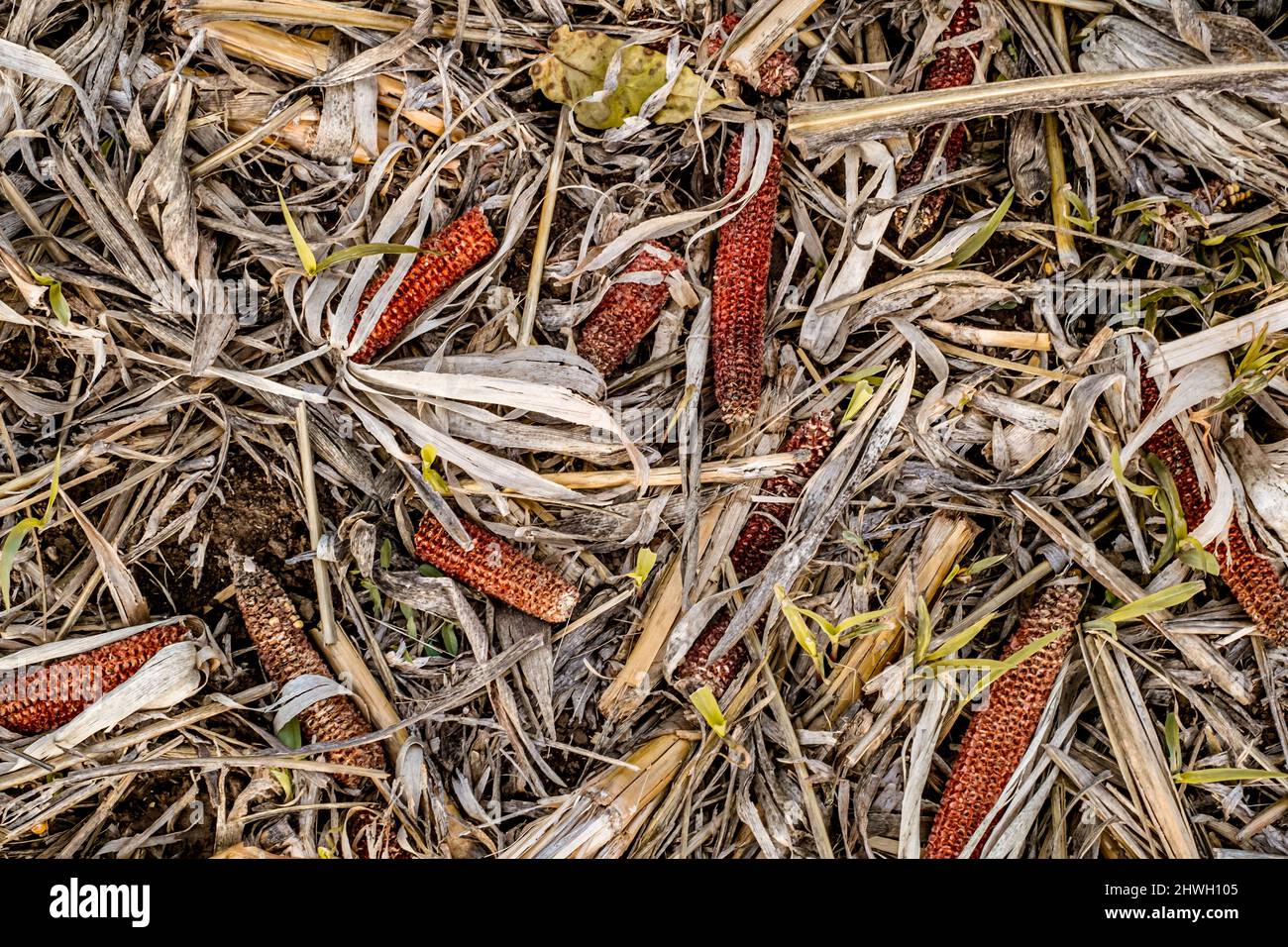 Leftover corn cob after threshing. Waste of food. top view Stock Photo ...