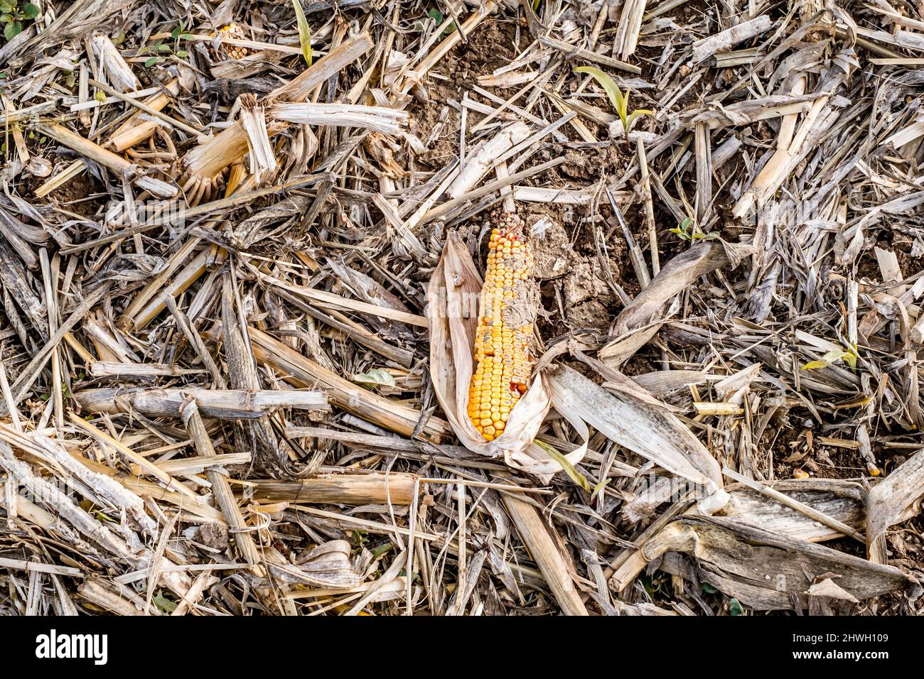 Leftover corn cob after threshing. Waste of food. top view Stock Photo ...