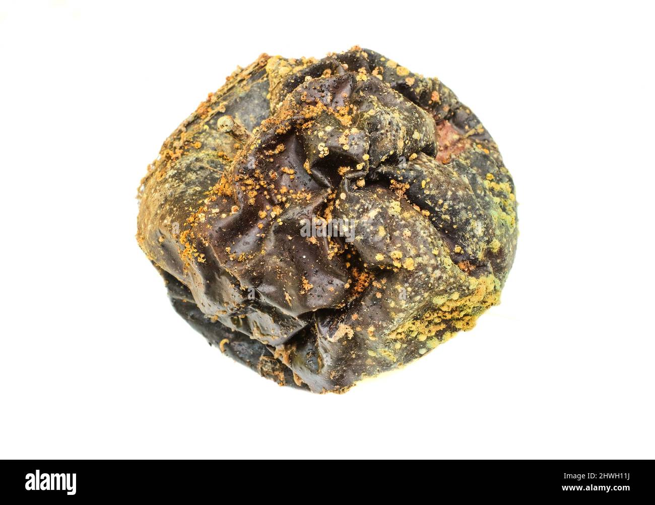 Apple rotting fungi hi-res stock photography and images - Alamy