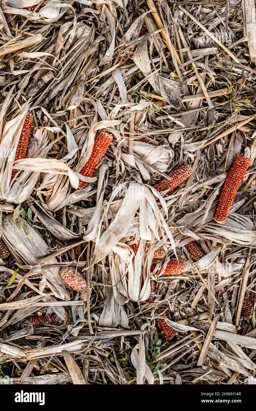 Leftover corn cob after threshing. Waste of food. top view Stock Photo ...