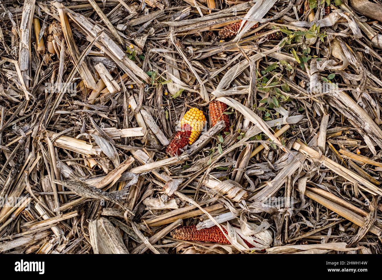 Leftover corn cob after threshing. Waste of food. top view Stock Photo ...