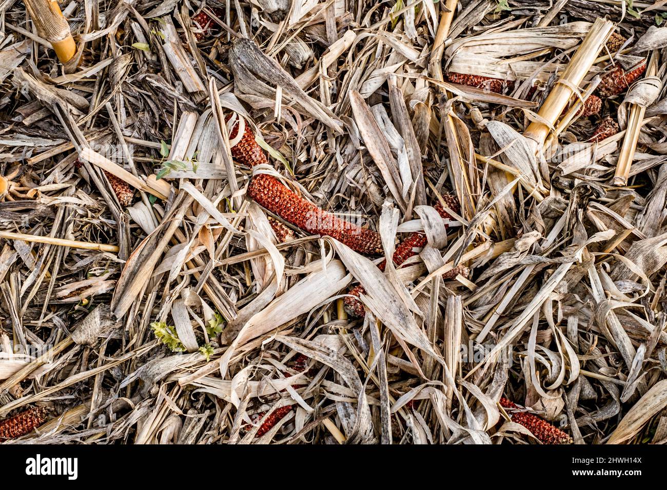 Leftover corn cob after threshing. Waste of food. top view Stock Photo ...