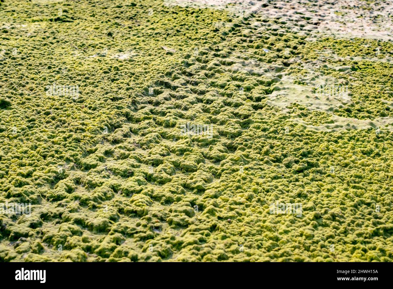Algae car hi-res stock photography and images - Alamy
