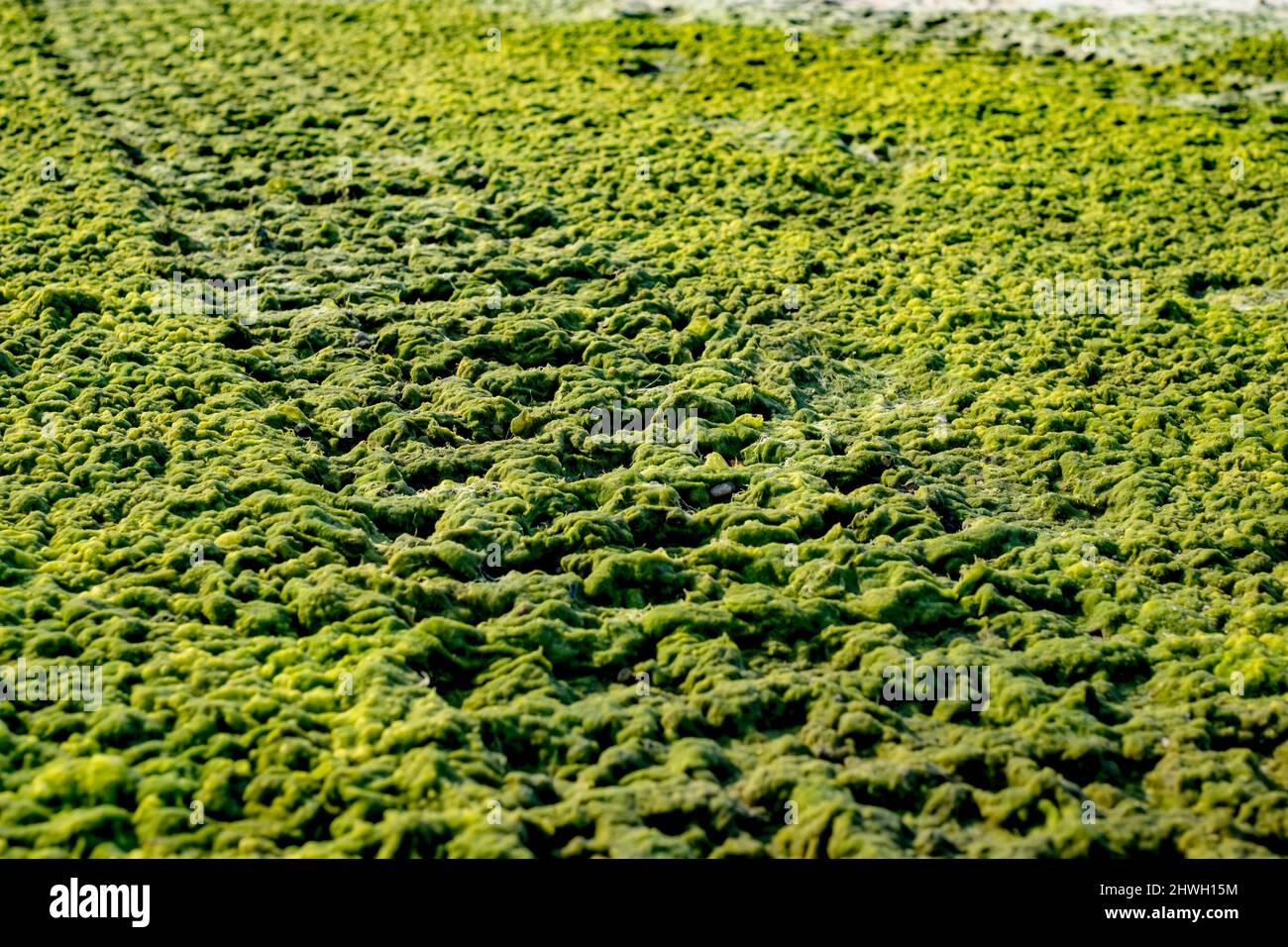 Algae car hi-res stock photography and images - Alamy