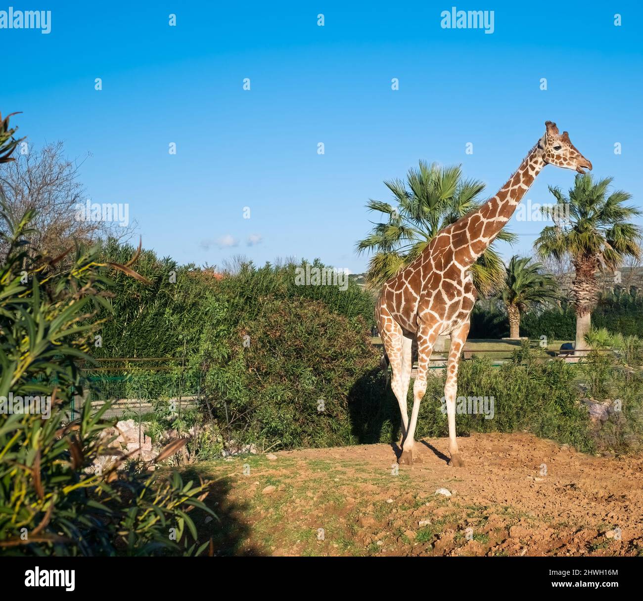 One giraffe walk through the reserve between the plants Stock Photo - Alamy
