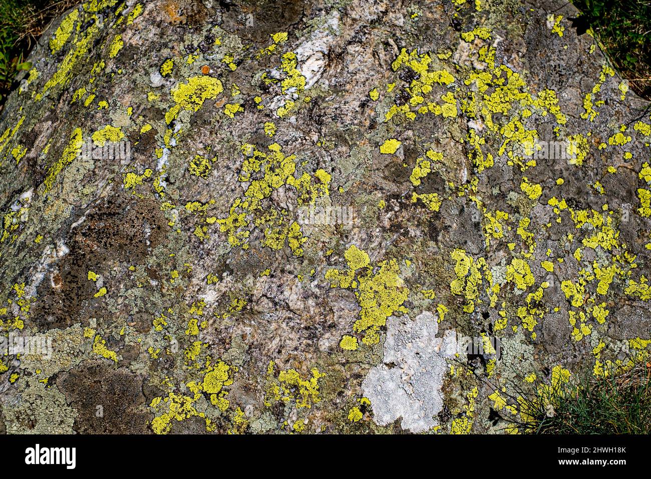 mosses and lichens on the stone Stock Photo - Alamy