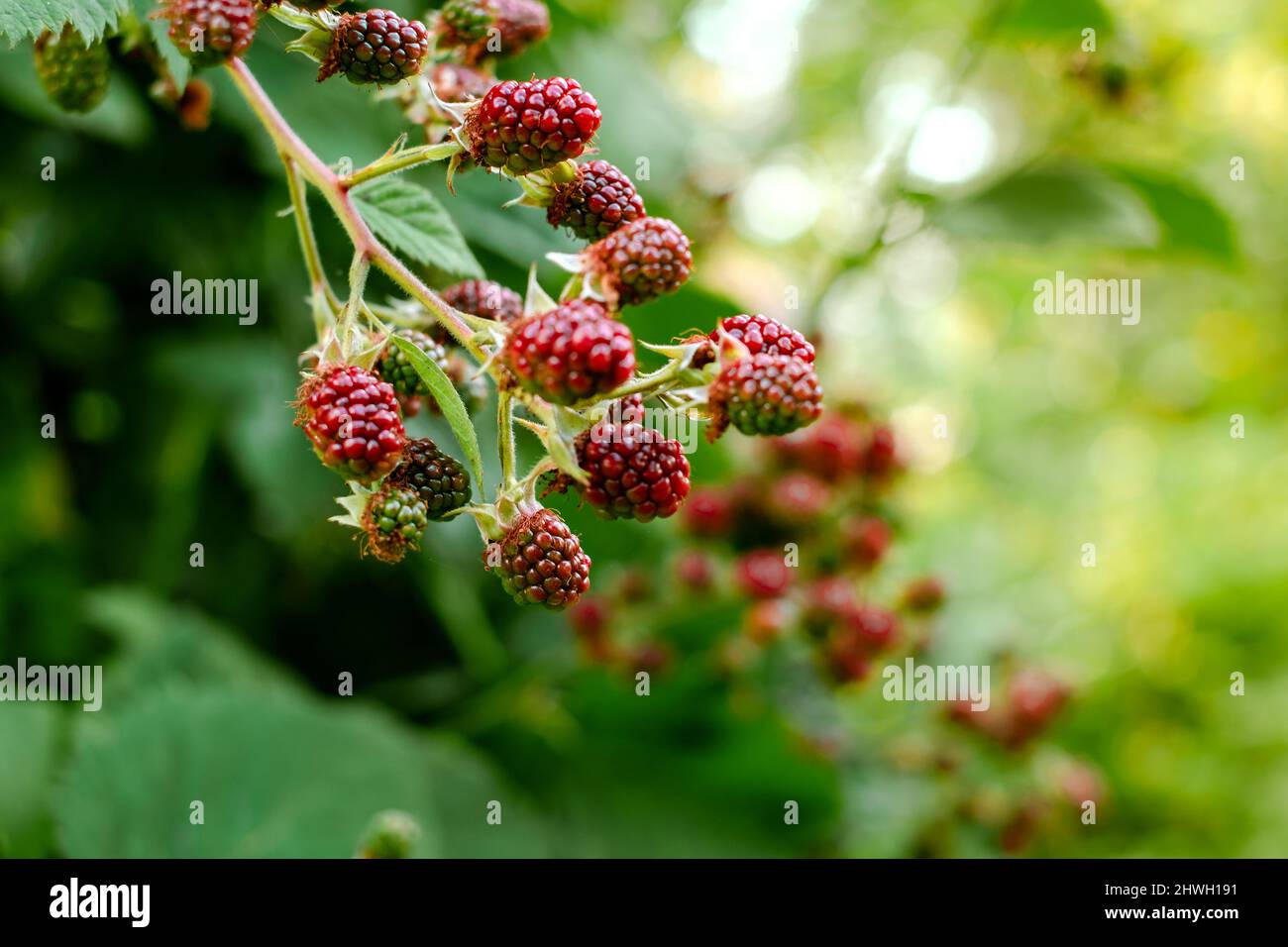 raspberry bushes in the garden Stock Photo - Alamy