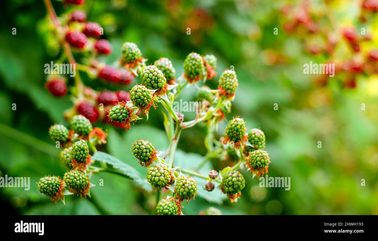 raspberry bushes in the garden Stock Photo - Alamy