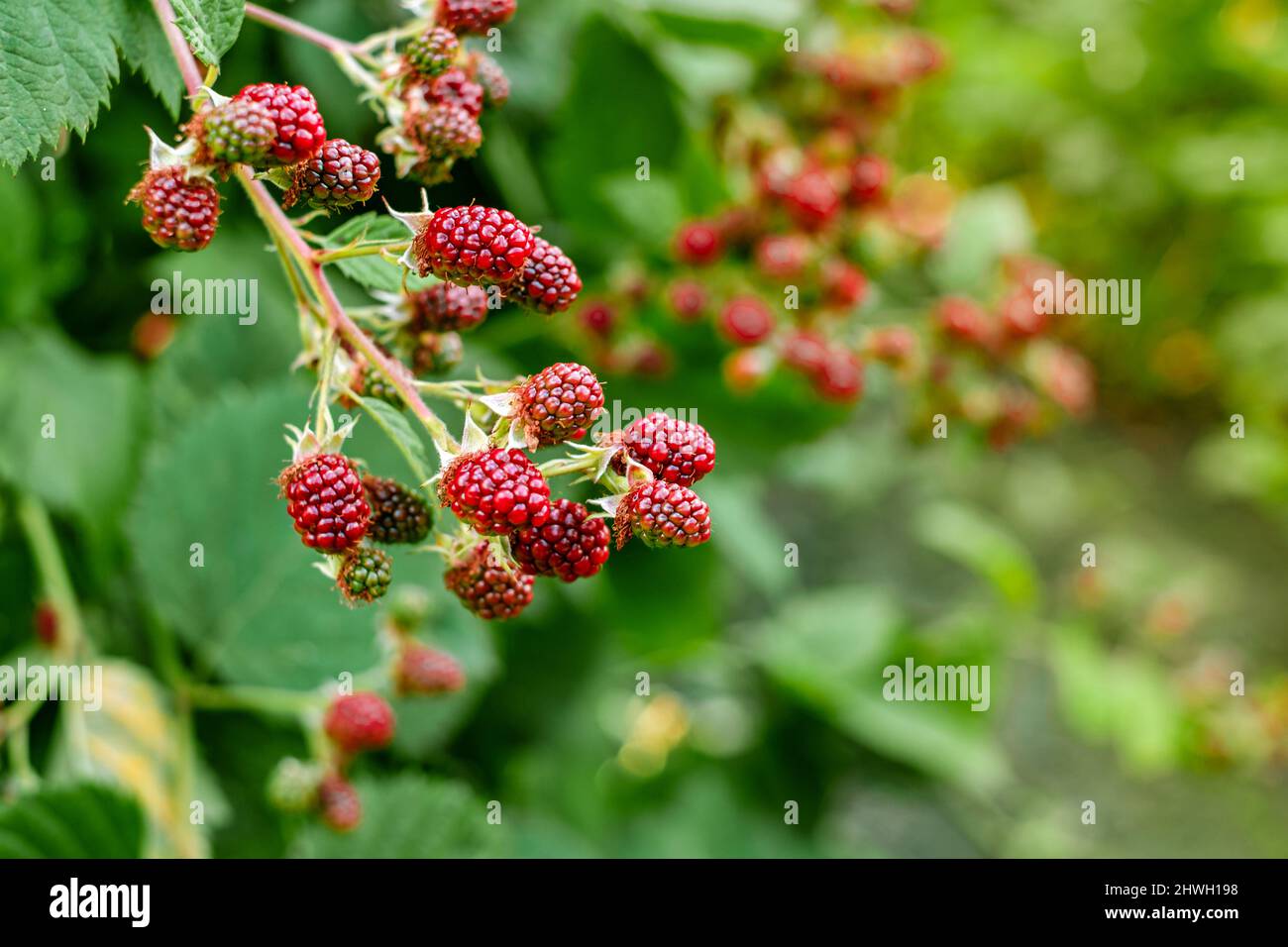 raspberry bushes in the garden Stock Photo - Alamy