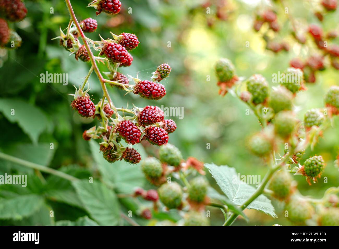 raspberry bushes in the garden Stock Photo - Alamy