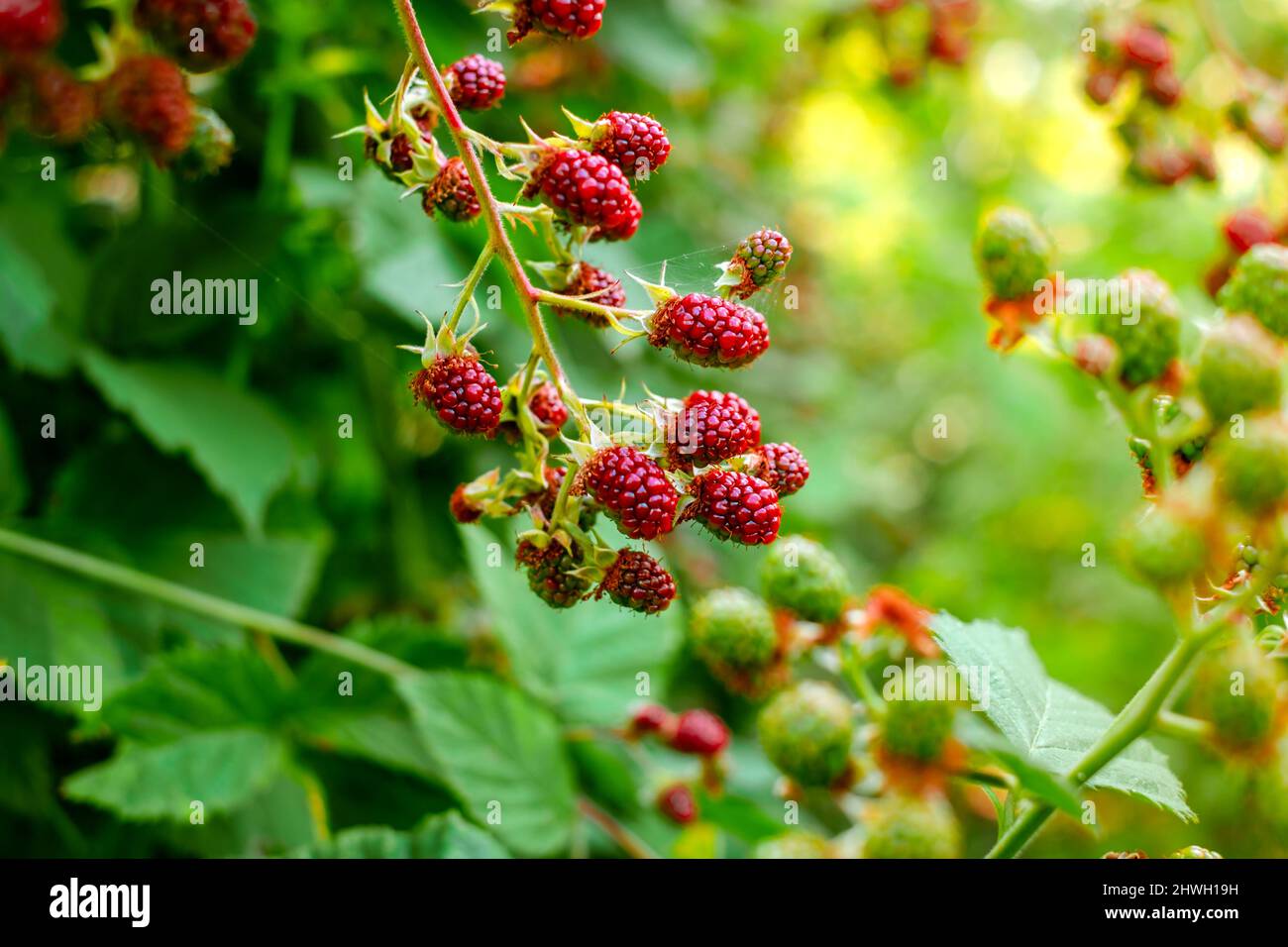 raspberry bushes in the garden Stock Photo - Alamy
