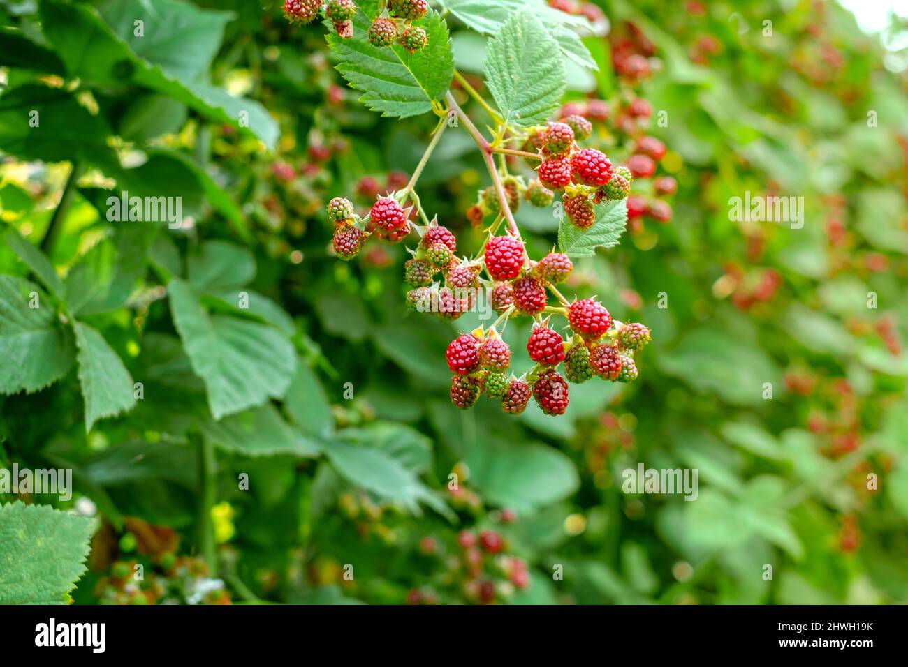 raspberry bushes in the garden Stock Photo - Alamy