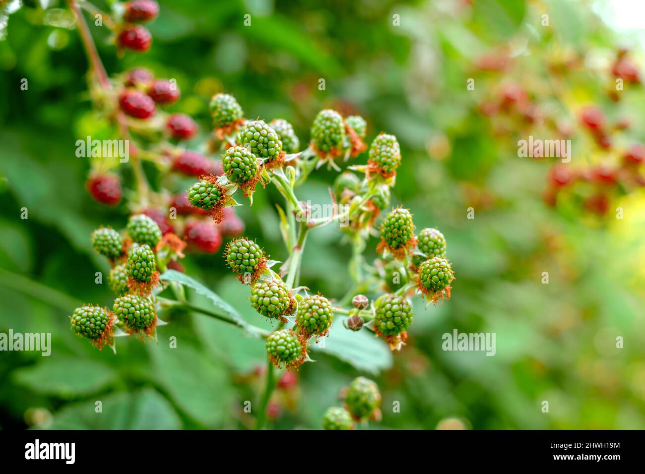 raspberry bushes in the garden Stock Photo - Alamy
