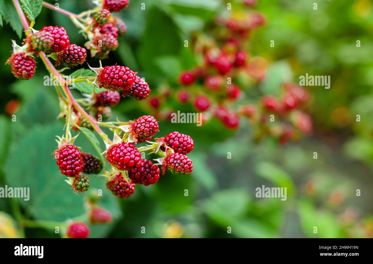 raspberry bushes in the garden Stock Photo - Alamy