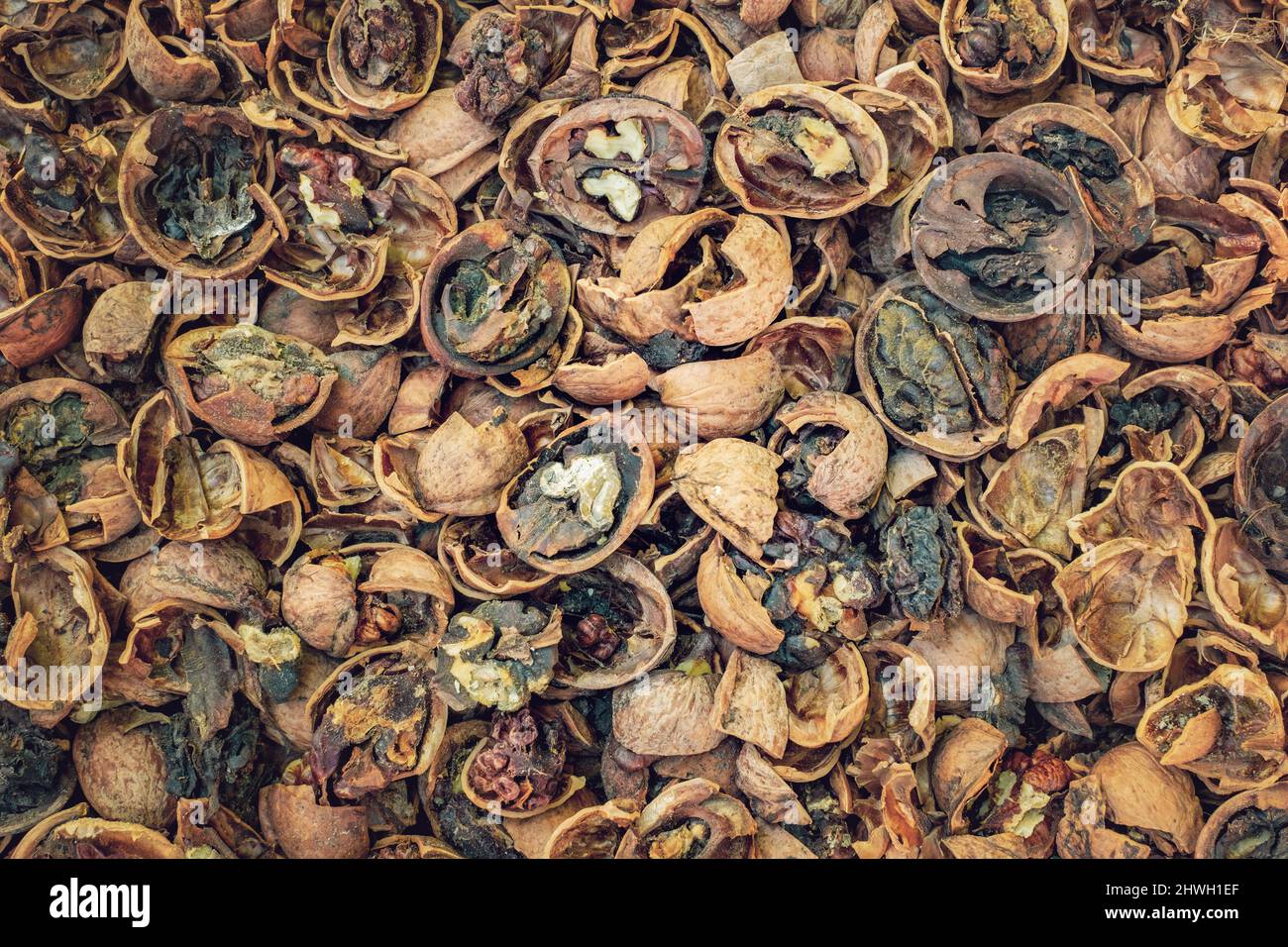 Rotten walnut hi-res stock photography and images - Alamy