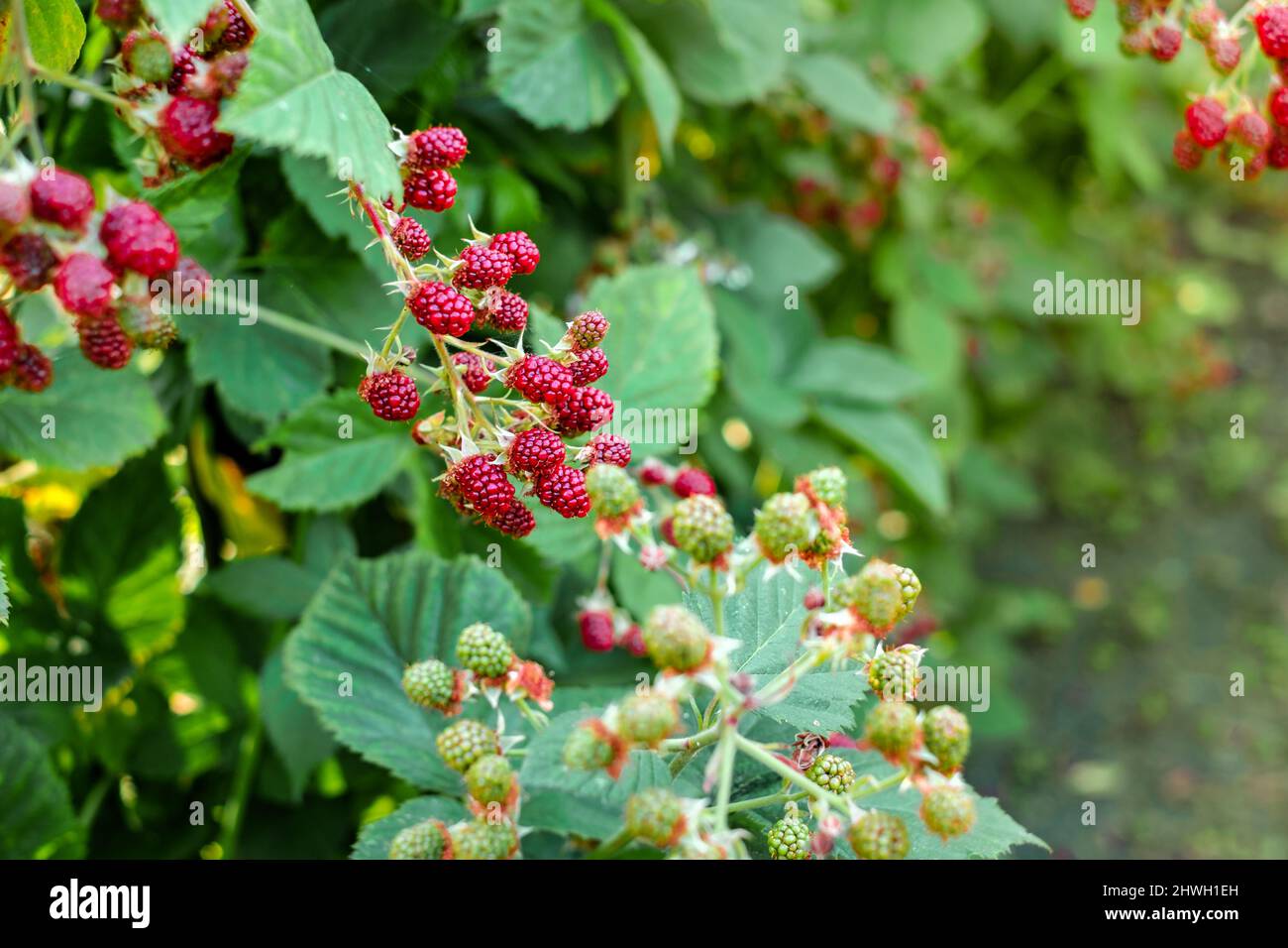 raspberry bushes in the garden Stock Photo - Alamy