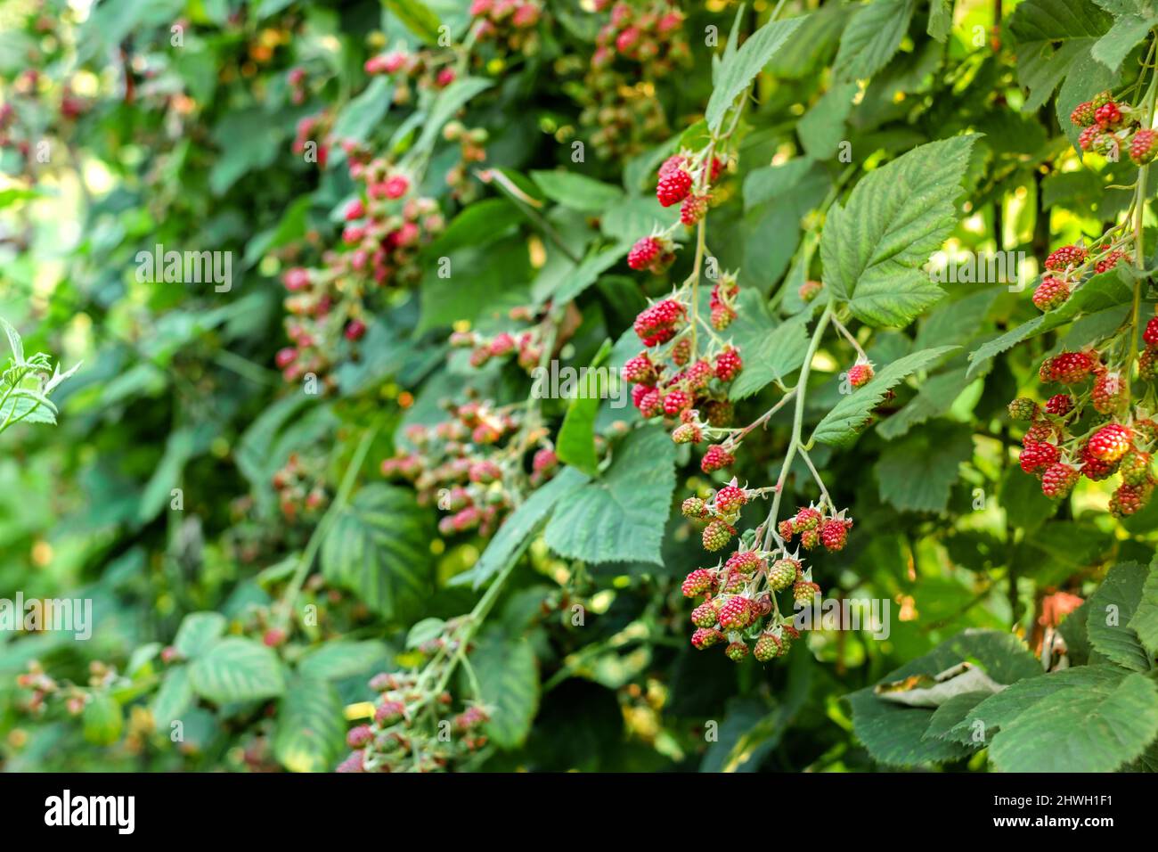 raspberry bushes in the garden Stock Photo - Alamy