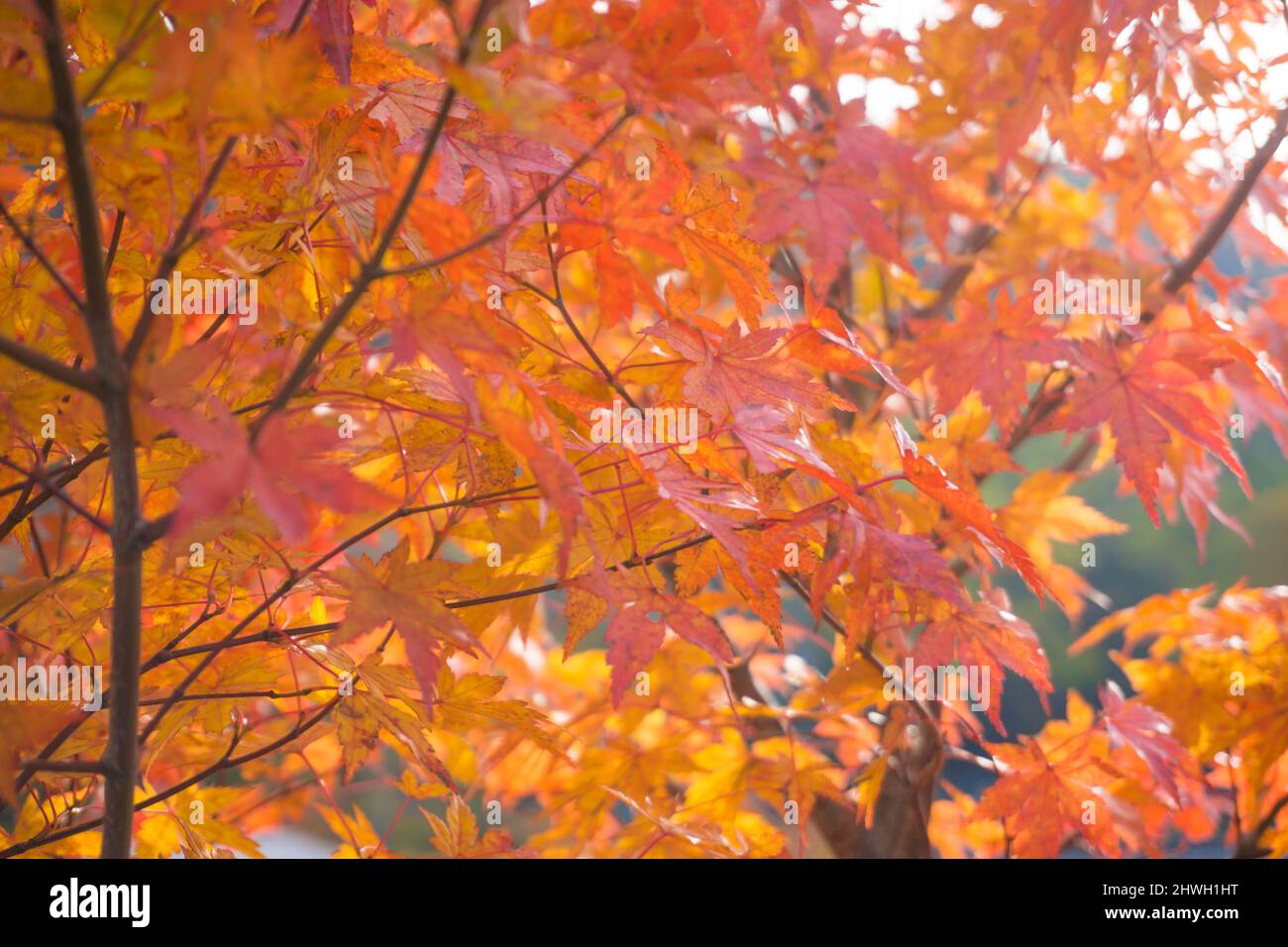 Colourful maple leaf on tree branch autumn season in Nikko, Japan Stock Photo - Alamy