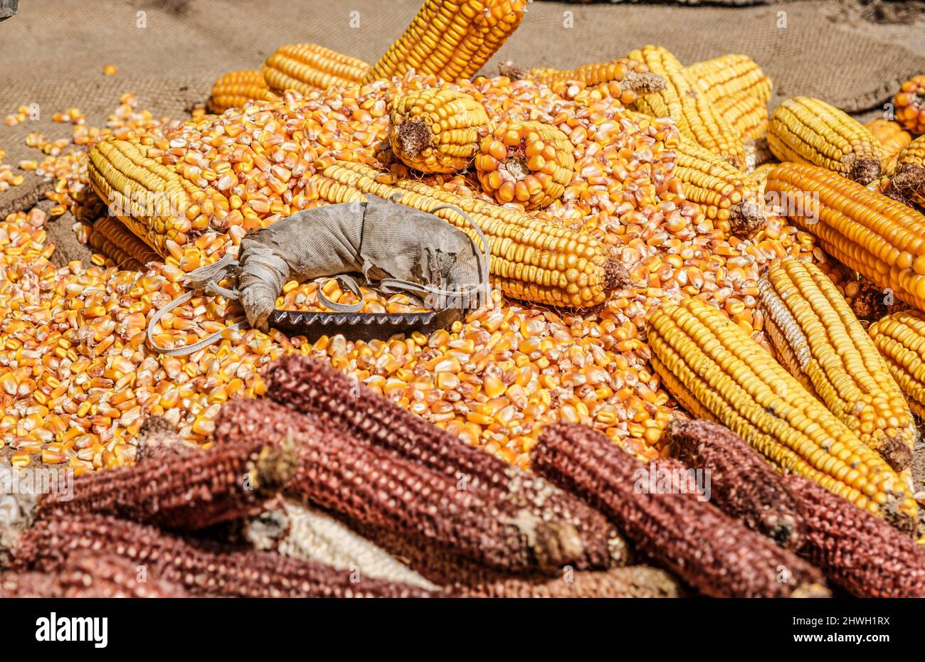 view of dried corn with bowl of corn kernels and manual hand tool to ...