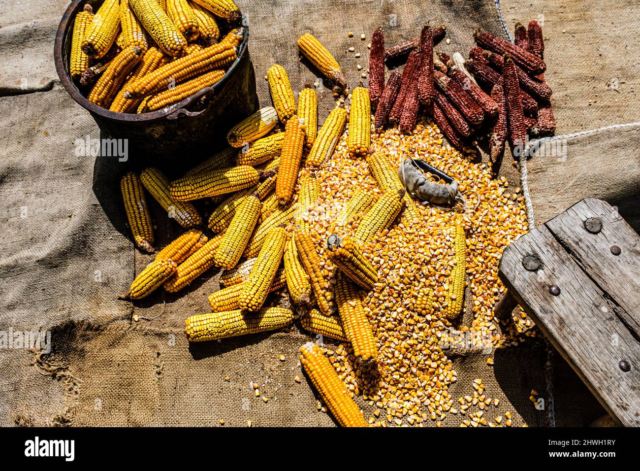 view of dried corn with bowl of corn kernels and manual hand tool to ...