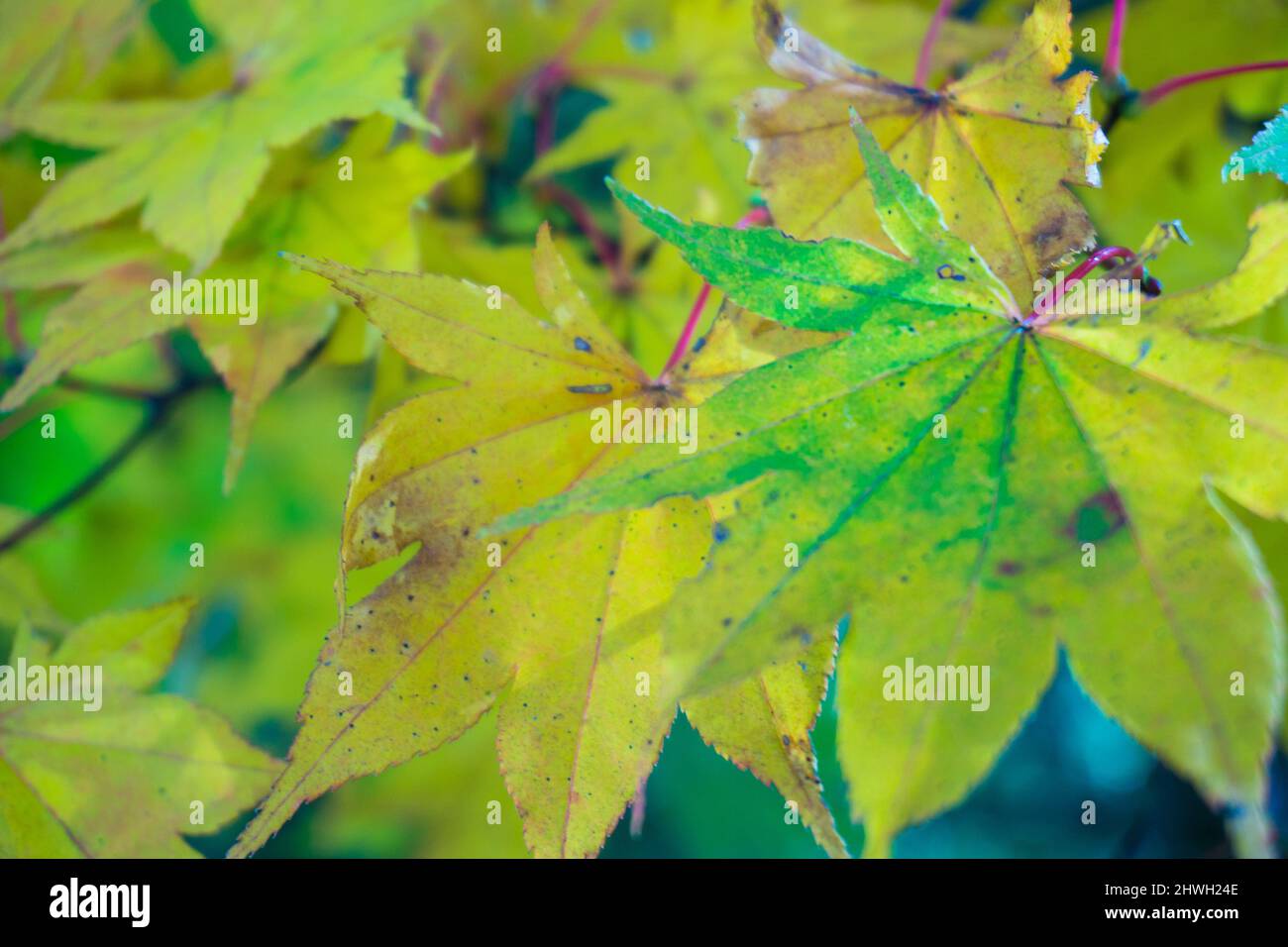 Colourful maple leaf on tree branch autumn season in Nikko, Japan Stock Photo - Alamy