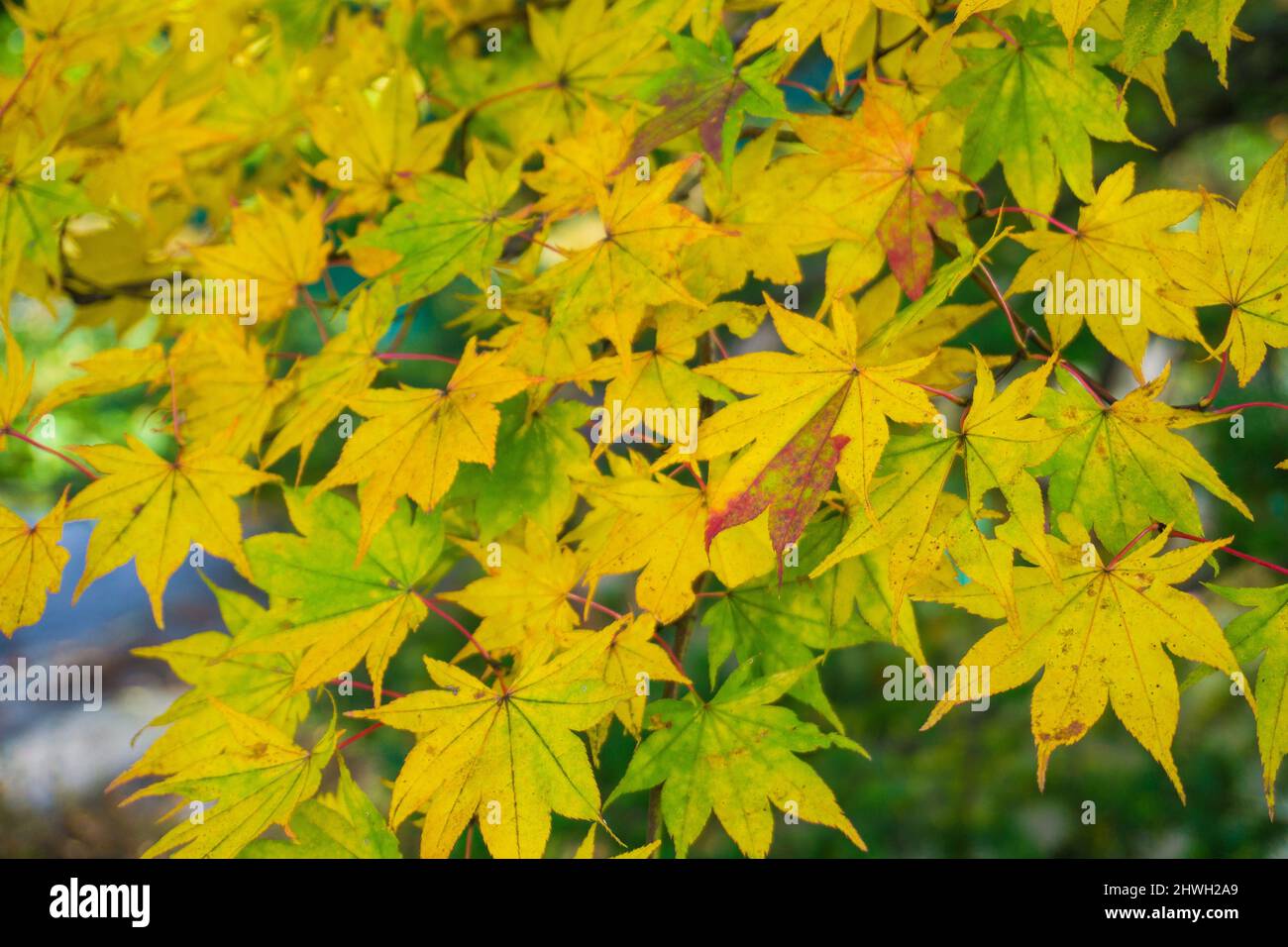Colourful maple leaf on tree branch autumn season in Nikko, Japan Stock Photo - Alamy