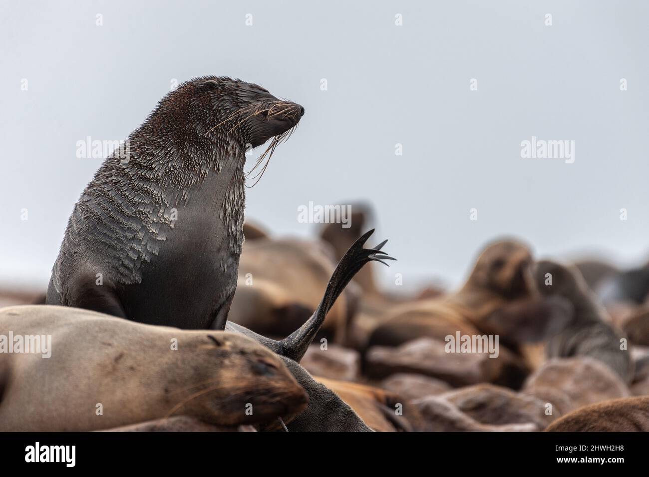 Close-up of a seal at beach near the Skeleton Coast in Namibia Stock ...
