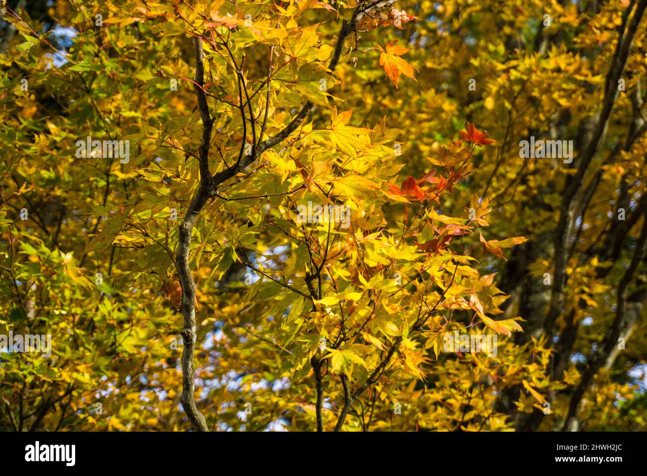 Colourful maple leaf on tree branch autumn season in Nikko, Japan Stock Photo - Alamy