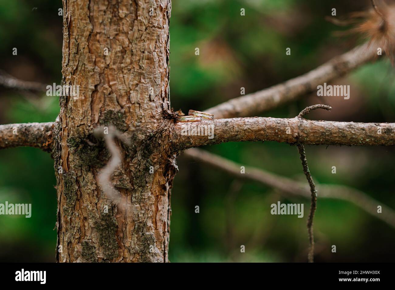 A pair of gold wedding rings on a green background. Rings on the ...