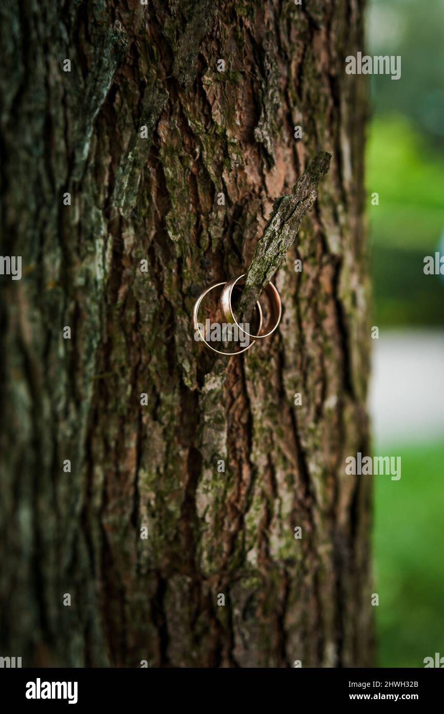 A pair of gold wedding rings on a green background. Rings on the ...