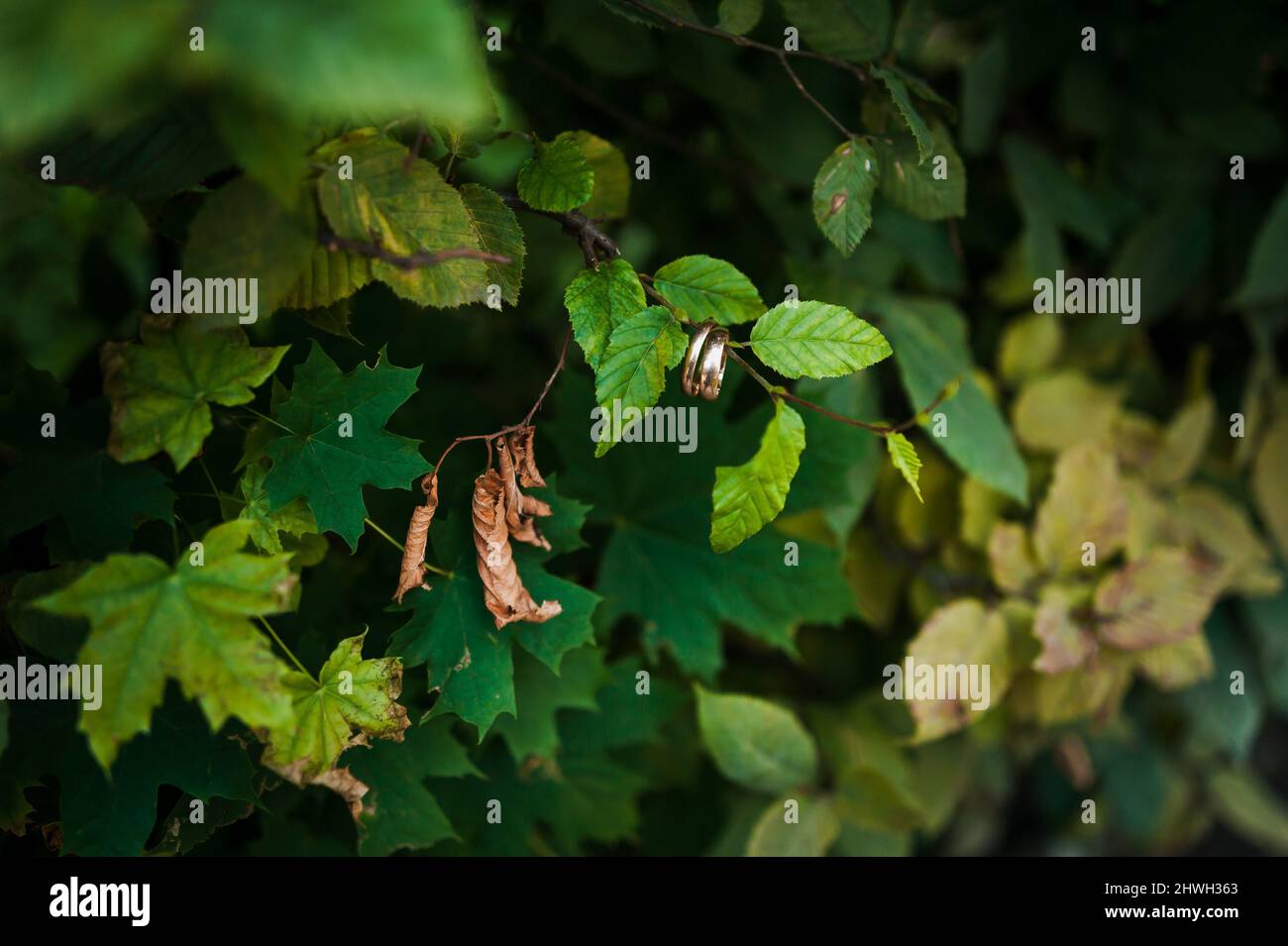 A pair of gold wedding rings on a green background. Rings on the ...