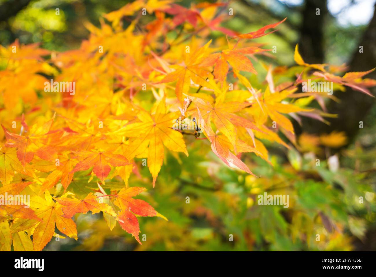 Colourful maple leaf on tree branch autumn season in Nikko, Japan Stock Photo - Alamy