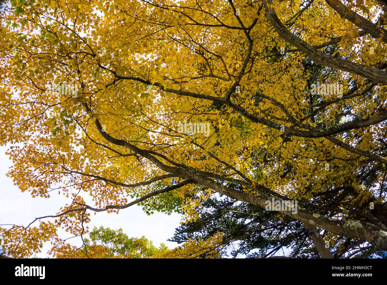 Colourful maple leaf on tree branch autumn season in Nikko, Japan Stock Photo - Alamy