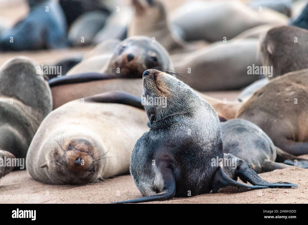 Impression of the abundant number of seals in the seal colony near ...