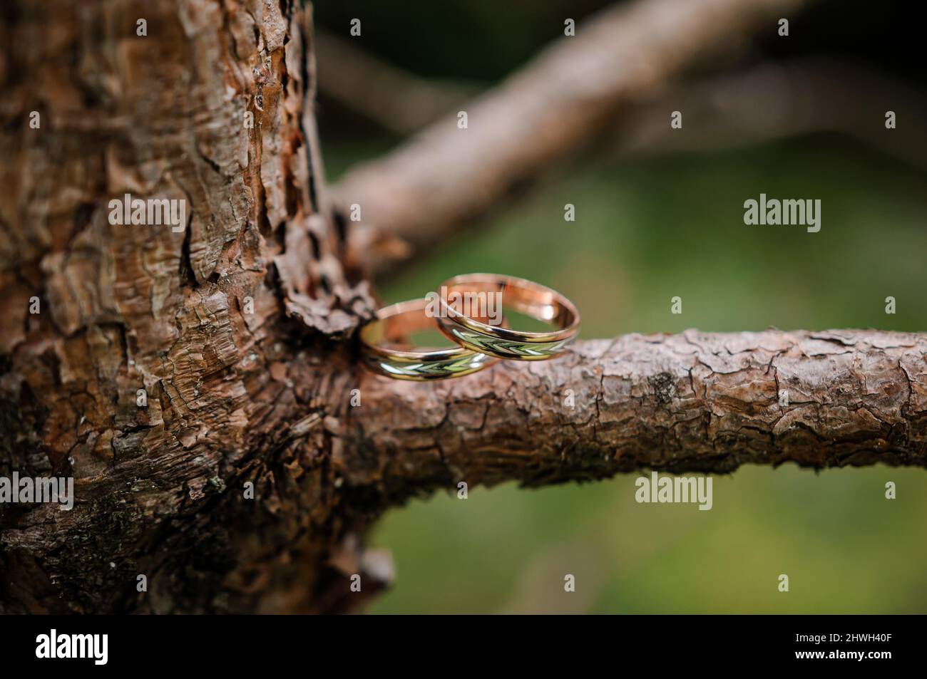 A pair of gold wedding rings on a green background. Rings on the ...