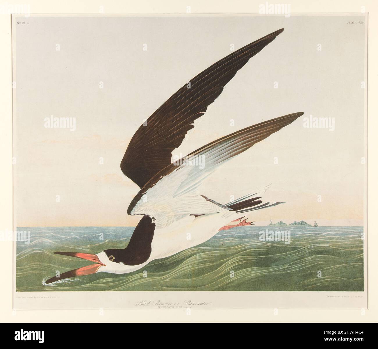 Black Skimmer or Shearwater. Engraver: Julius Bien, American, born ...