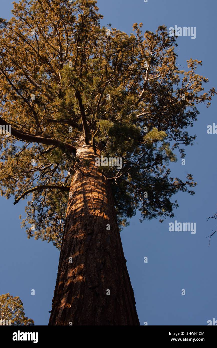 Autumnal natural landscape from Yosemite National Park, California ...
