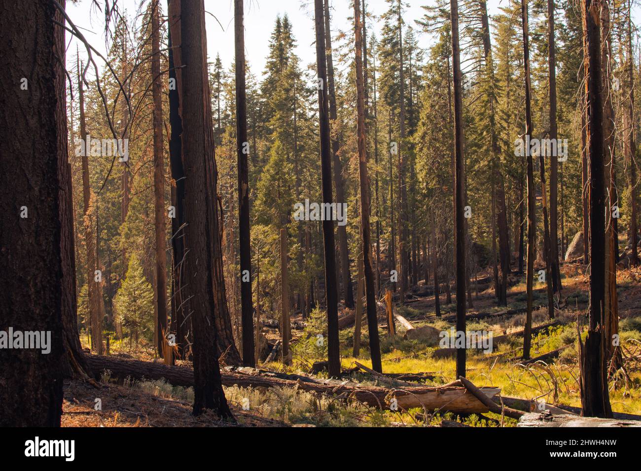 Autumnal natural landscape from Yosemite National Park, California ...