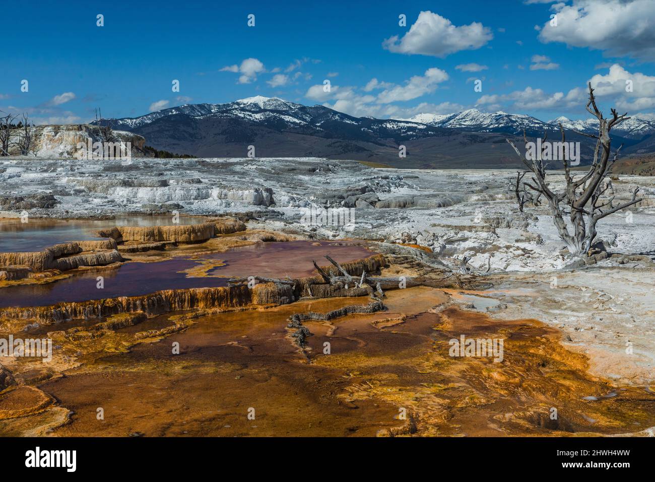 Trees killed by volcanic activity at Mammoth Hot Springs in Yellowstone ...