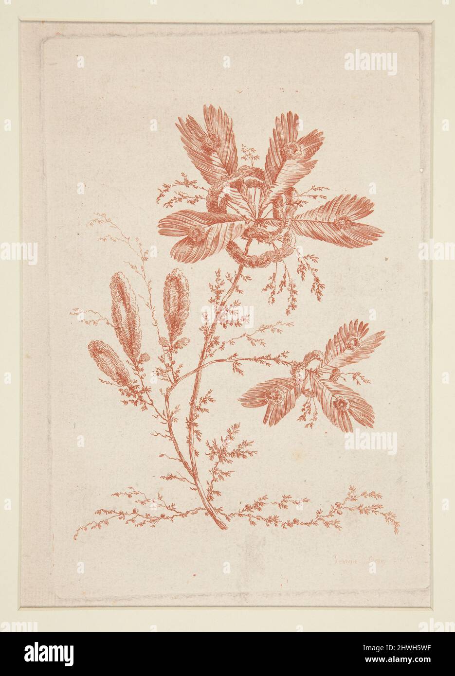 Untitled (Ideal Flowers), from a set of six. Artist: Jeanne Deny ...