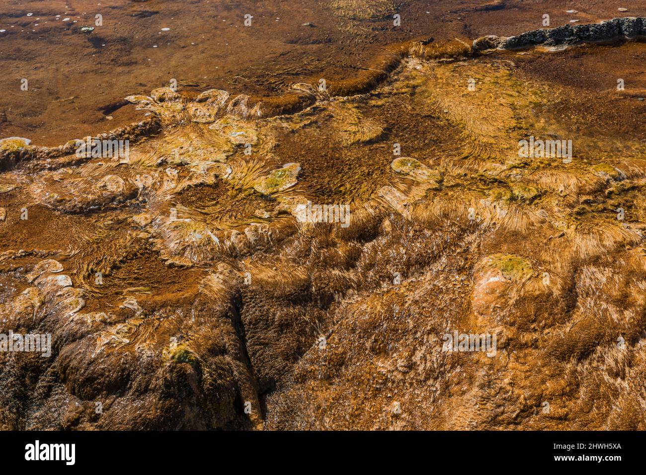 Thermophiles bacteria hi-res stock photography and images - Alamy