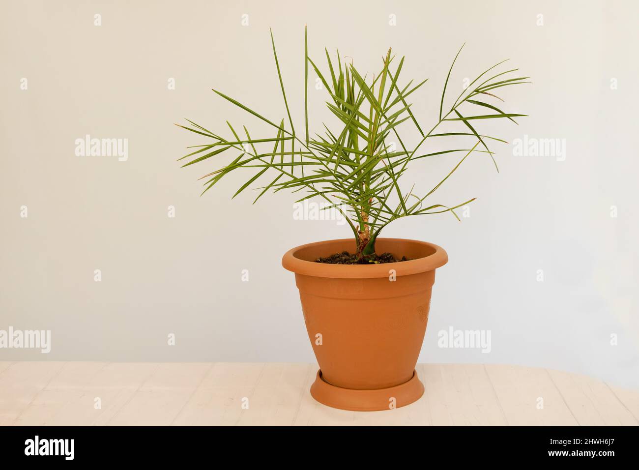 Potted date palm tree growing indoor - Phoenix dactylifera -Concept for ...