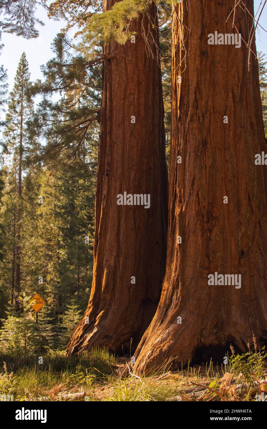 Autumnal natural landscape from Yosemite National Park, California ...