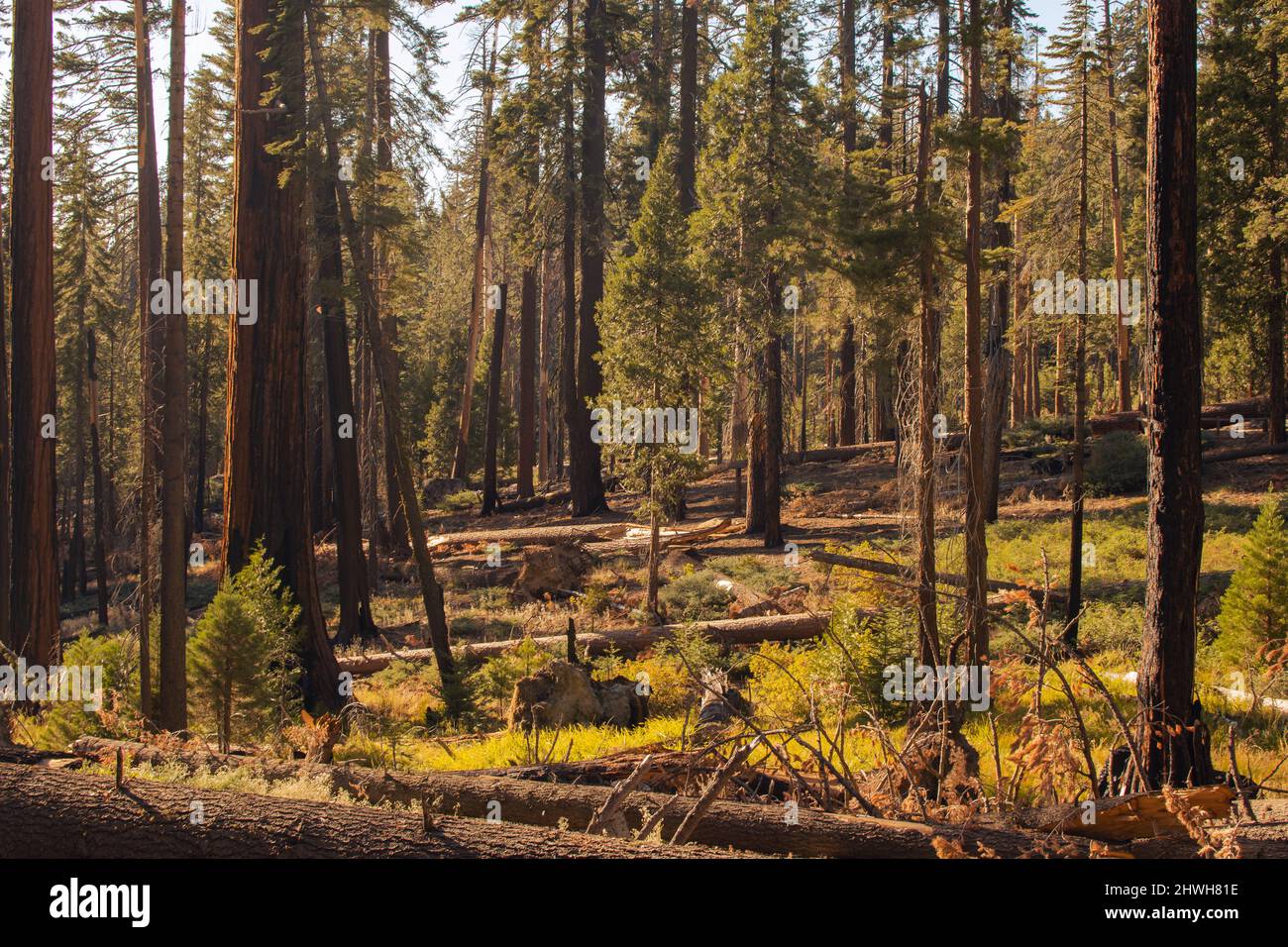 Autumnal natural landscape from Yosemite National Park, California ...