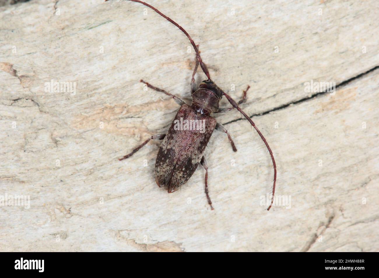 long-horned beetle (Exocentrus adspersus), imago Stock Photo - Alamy