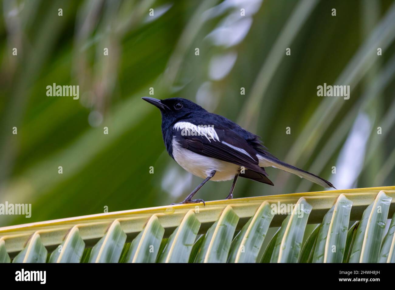 Oriental magpie in a green environment during summer time on a bright ...
