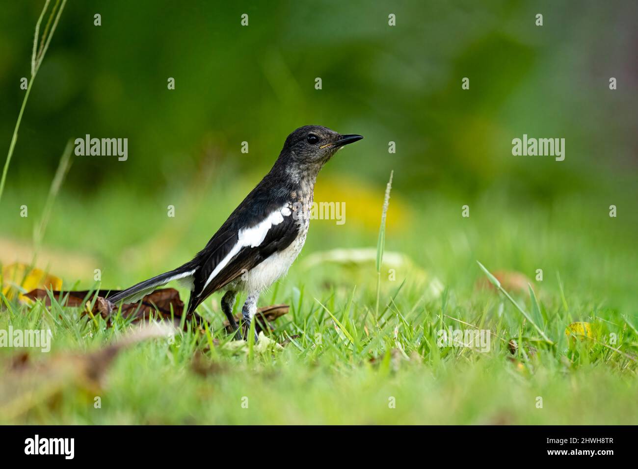 Oriental magpie robin in detail hi-res stock photography and images - Alamy