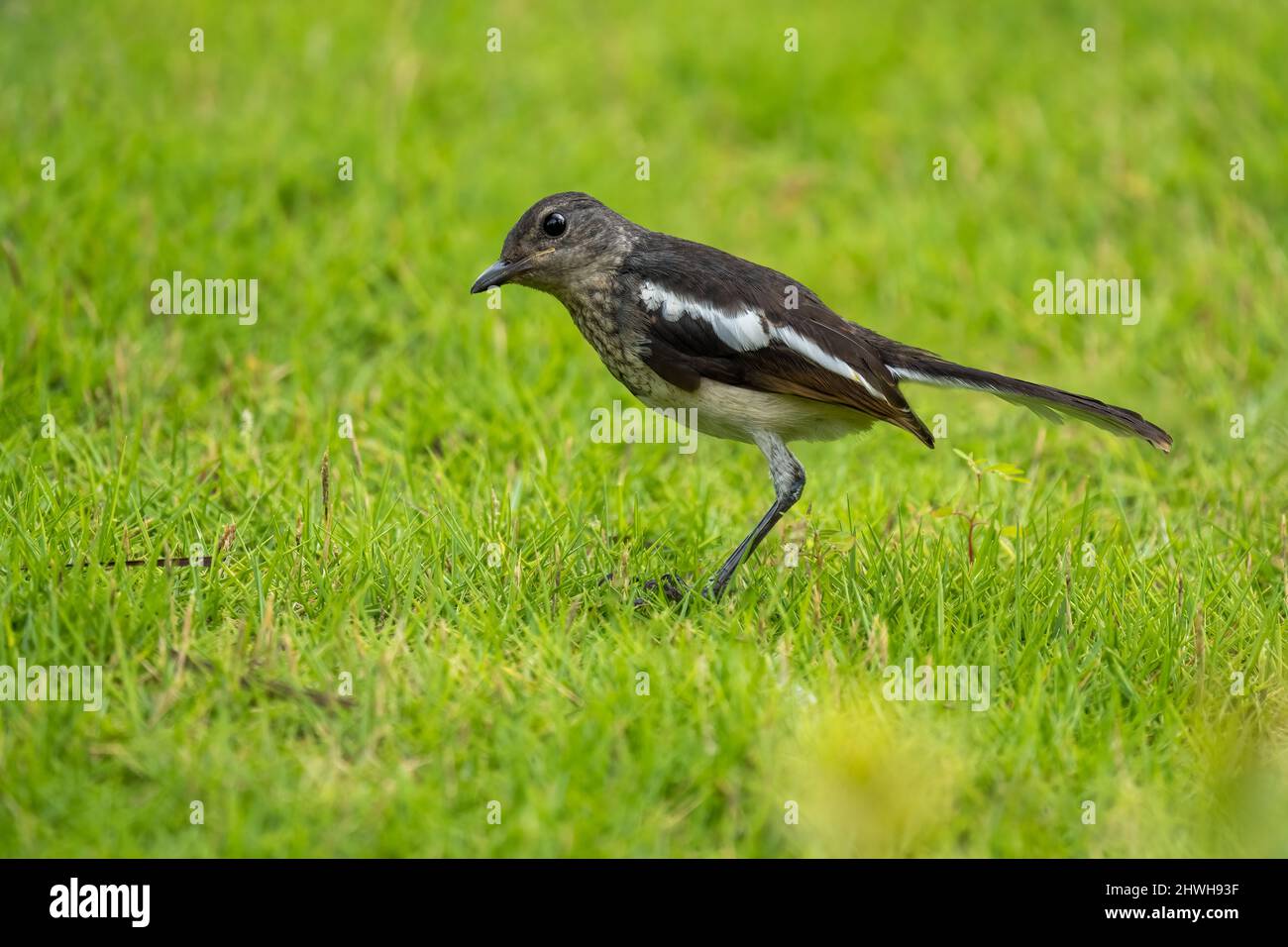 Oriental magpie robin in detail hi-res stock photography and images - Alamy